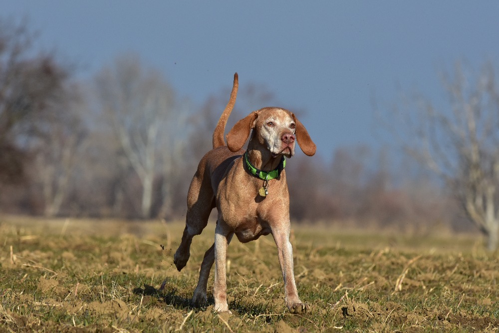 Francouzský hař krátkosrstý, french pointer, braque francais